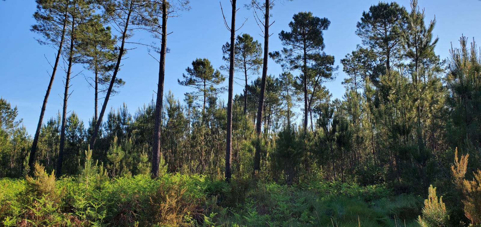 La futaie irrégulière, un facteur de propagation des incendies ? - Canopée