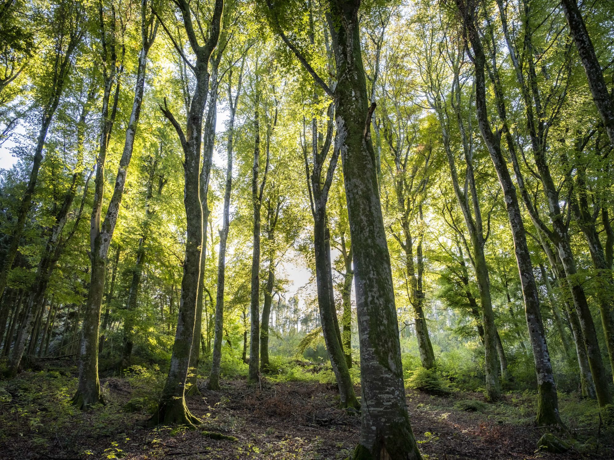 Canopée - Forêts vivantes